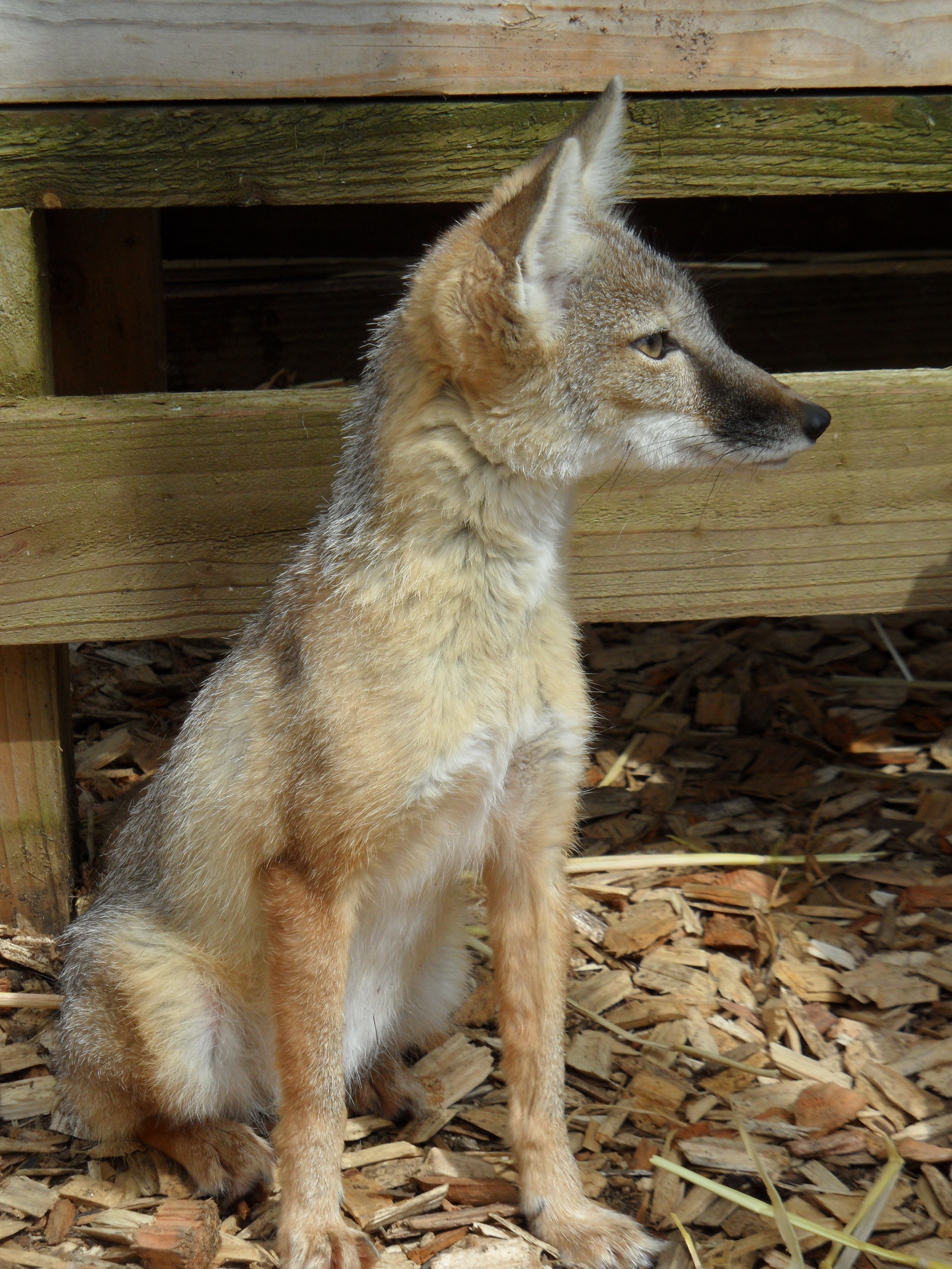 Home - All Things Wild