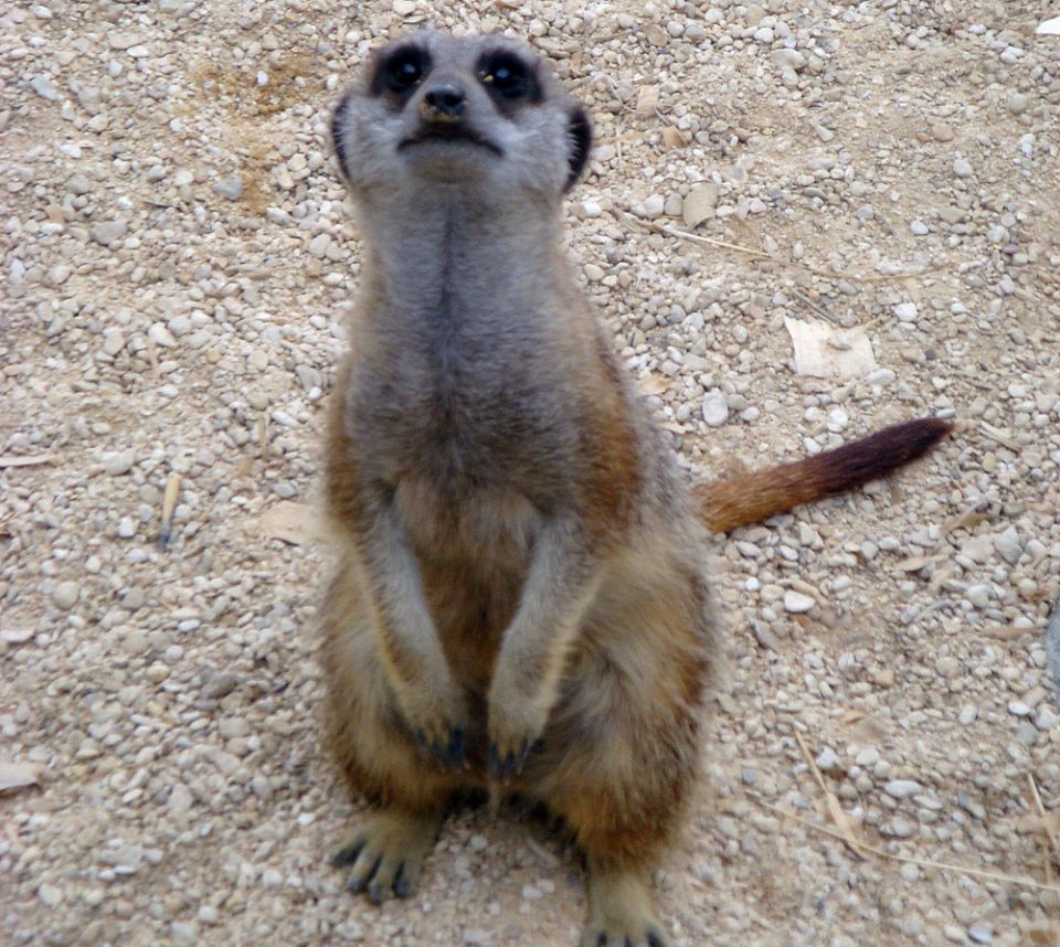Meerkat Experience | Attractions | All Things Wild