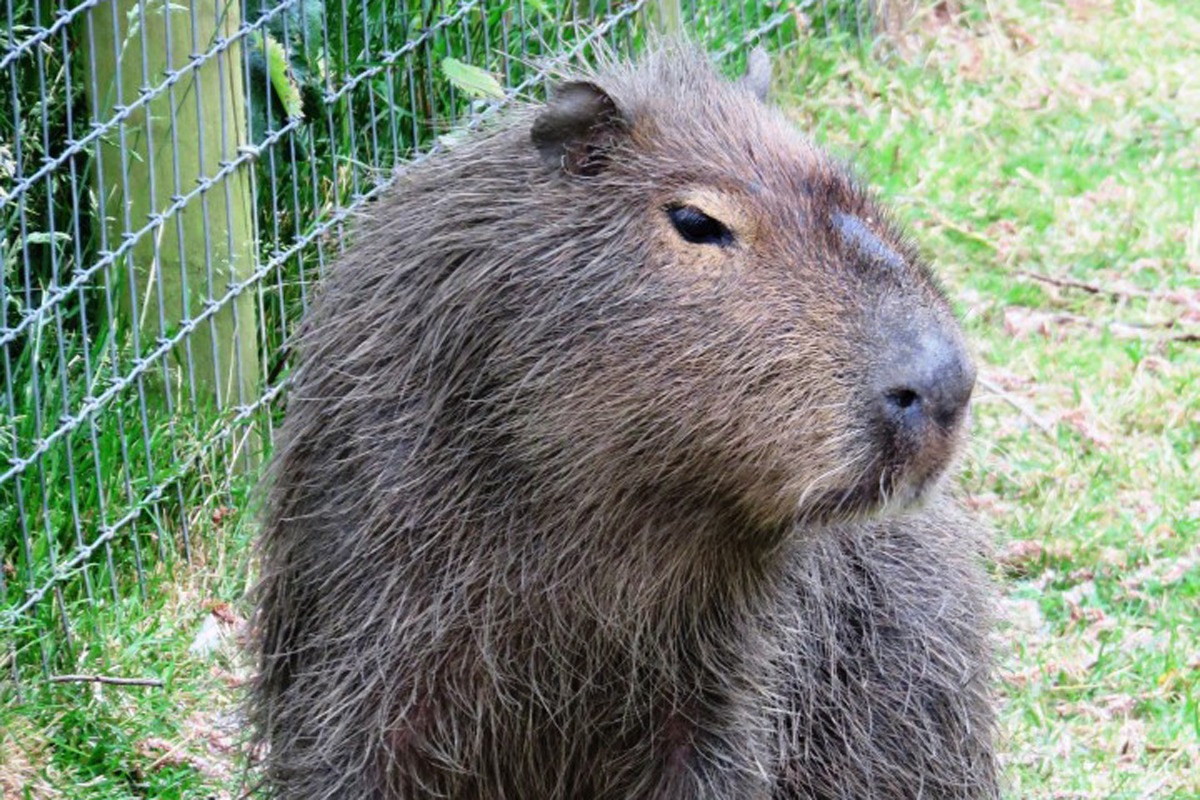 Lots Of New Animals | All Things Wild | Honeybourne | Evesham