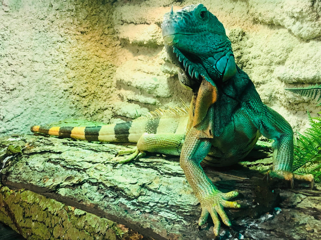 Reptile Room | Attractions | All Things Wild