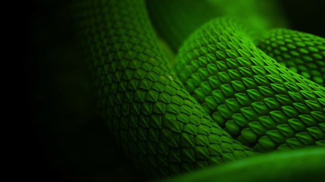 Reptile Experience | Attractions | All Things Wild