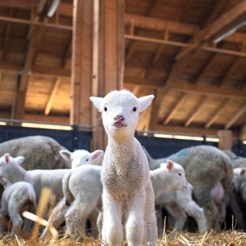 Farmyard Encounter | Attractions | All Things Wild