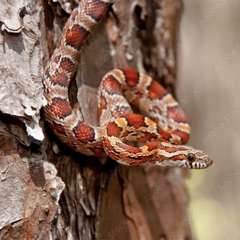 Snakes | Animals | All Things Wild