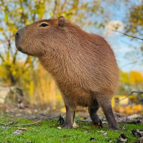Capybara | Animals | All Things Wild