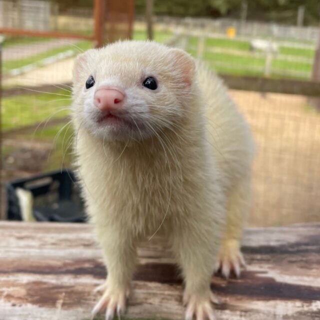 Ferret | Animals | All Things Wild