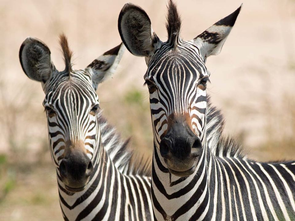 Animal Experience Days | All Things Wild | Honeybourne