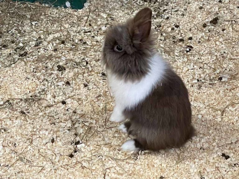Farmyard Safari Barn | Attractions | All Things Wild
