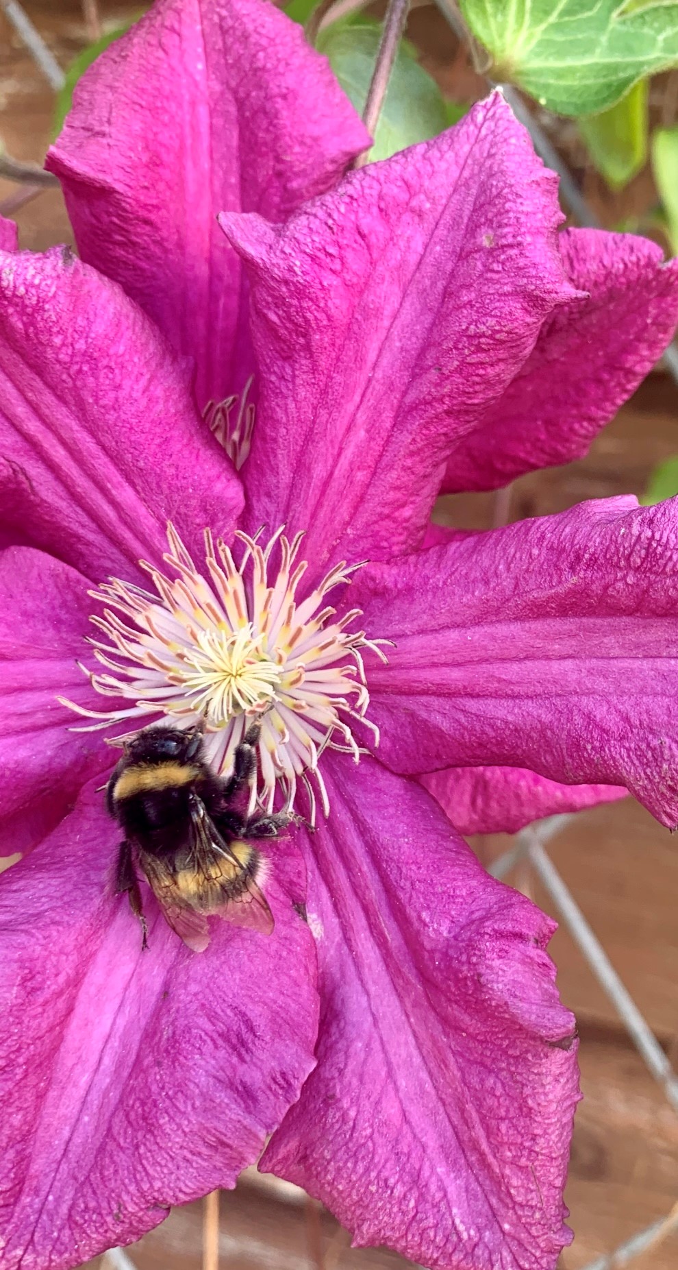Buzzing Bee Weekend! | All Things Wild | Honeybourne | Evesham