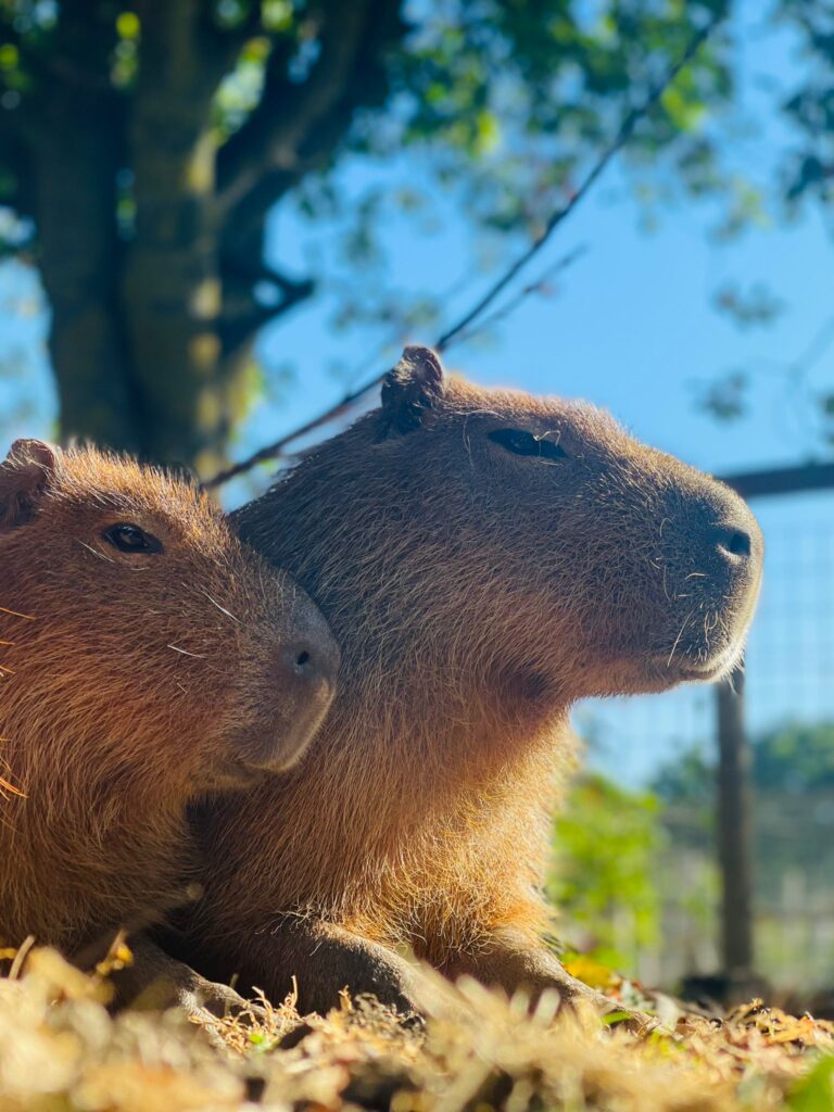 Capybara Experience | Attractions | All Things Wild