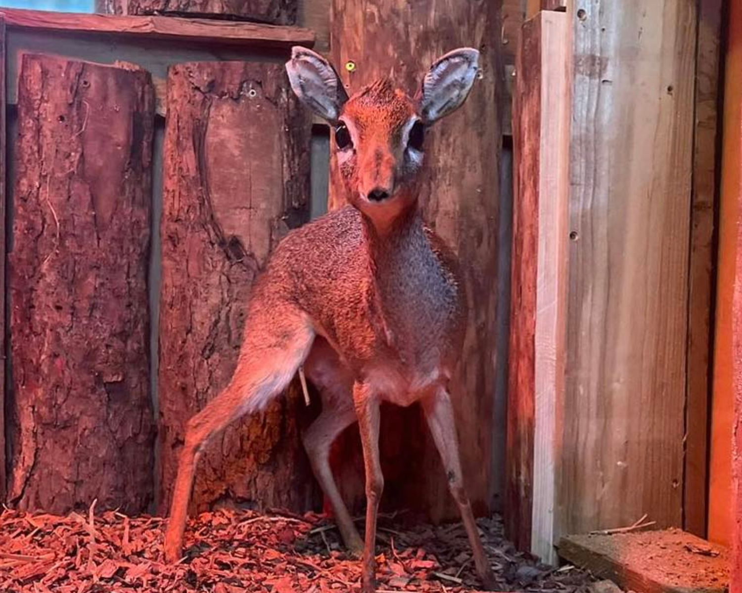 Tiny Antelope Arrives At All Things Wild! | All Things Wild ...