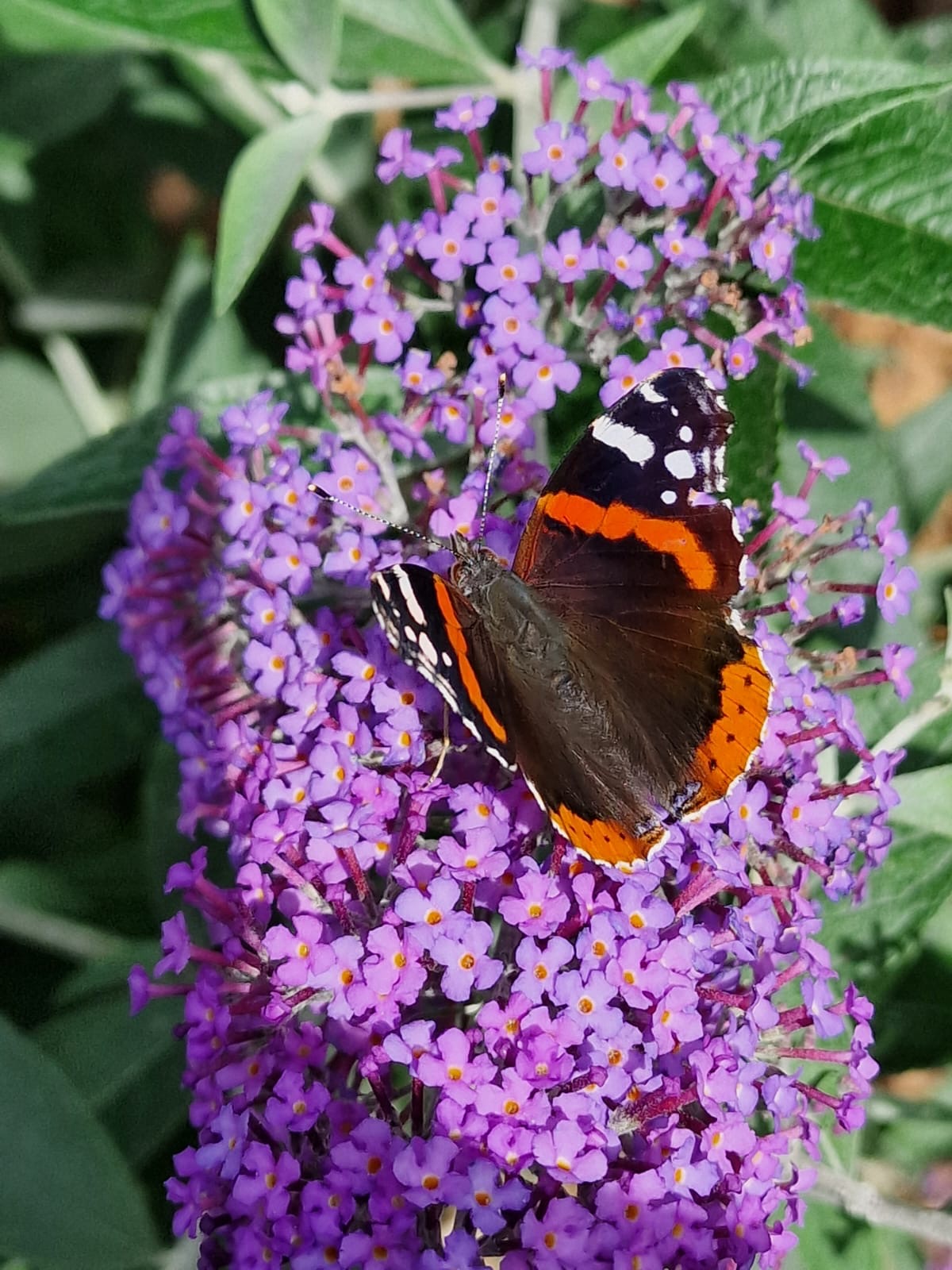 Mother's Day Weekend At All Things Wild | All Things Wild | Honeybourne ...